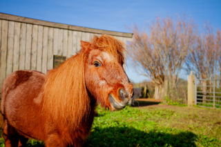 Animals at Crealy Theme Park & Resort