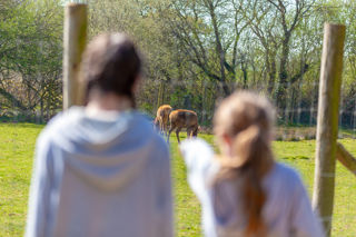 Animals at Crealy Theme Park & Resort